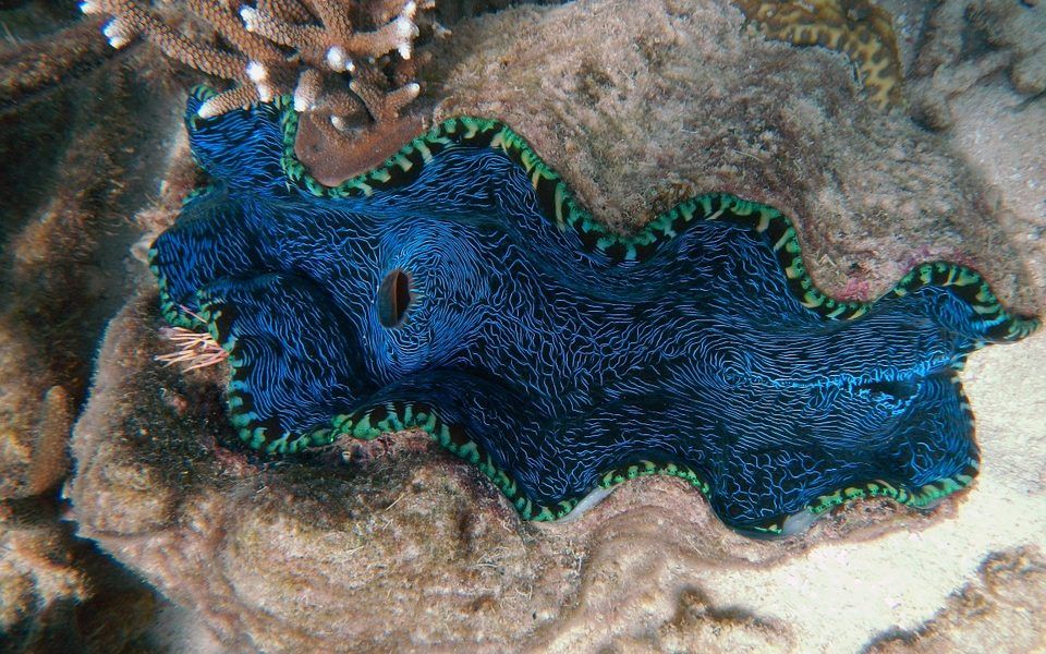 Why the Great Barrier Reef and other ecotourism sites need preservation