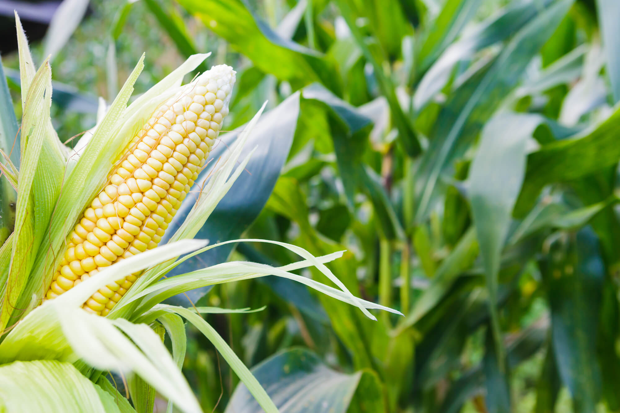 Improved demand pushes corn markets higher amid economic slowdown