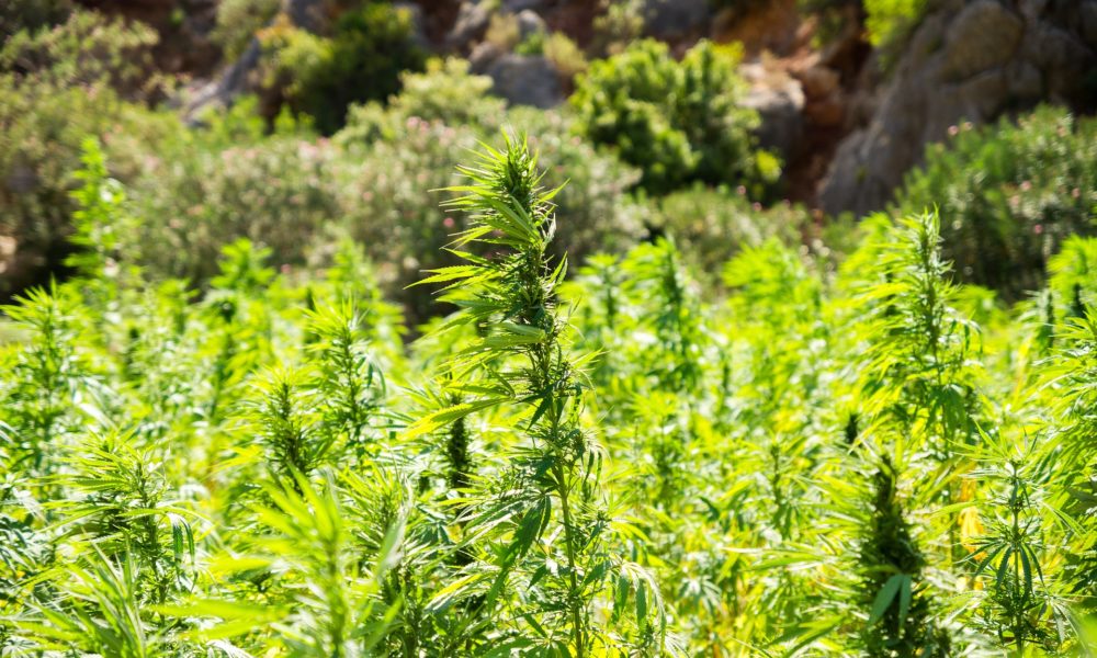 11 states to watch for cannabis legalization in 2020