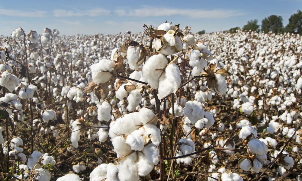 Why Demand Is Strong for US Cotton